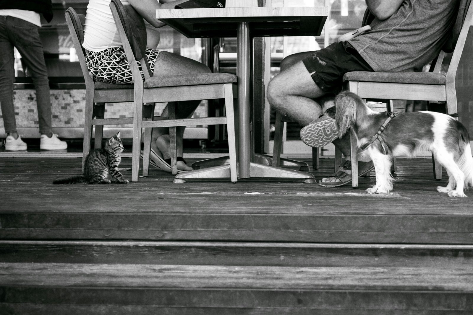 The Best Dog-Friendly Bars for You and Your Pup